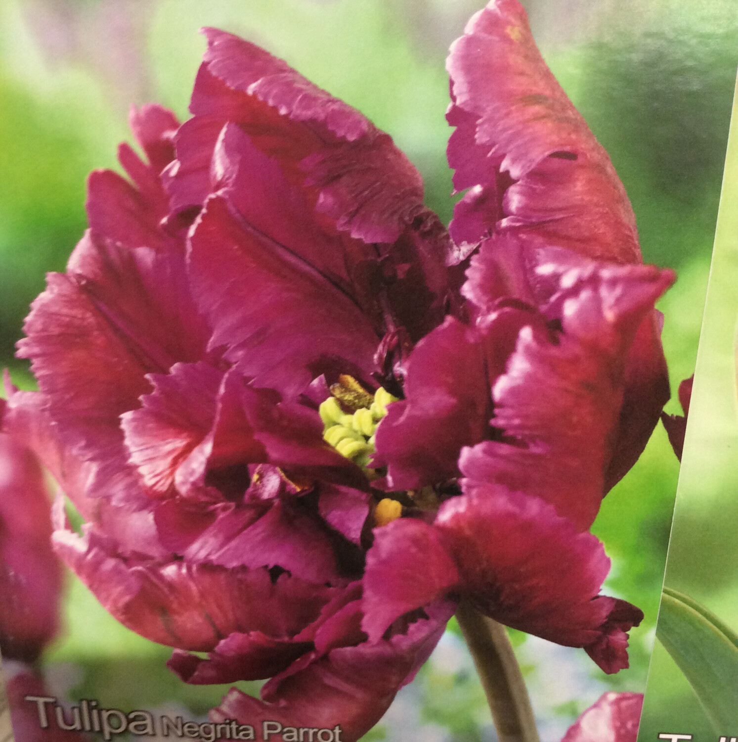 10 Tulip Negrita Parrot