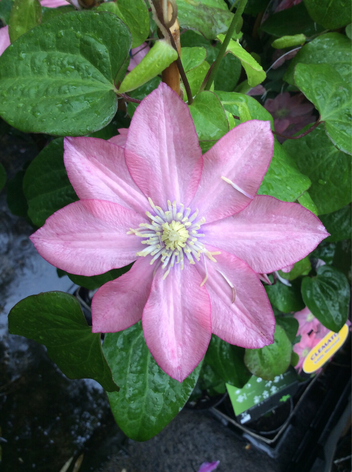Clematis Little Mermaid