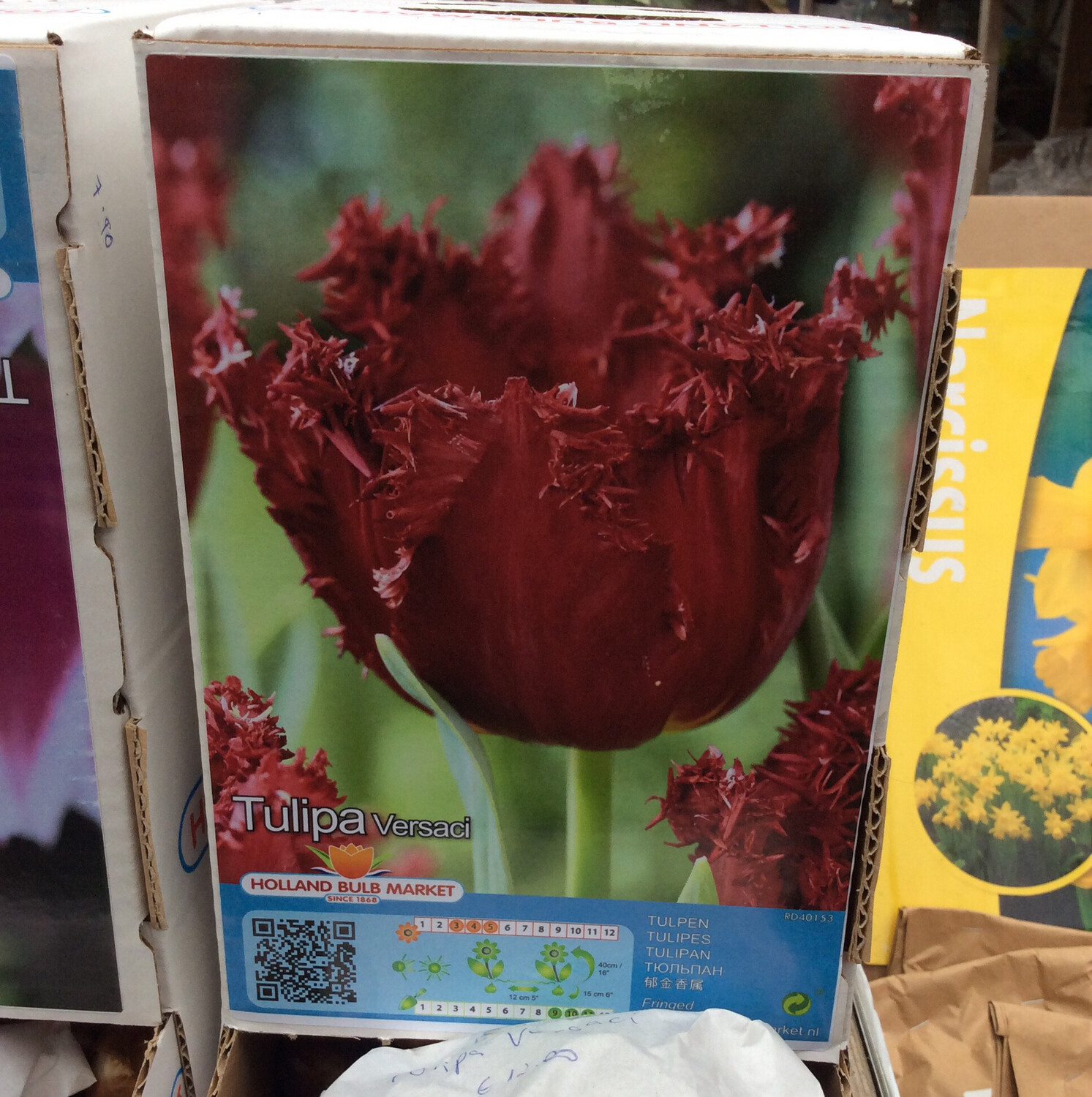 10 Tulip Versaci