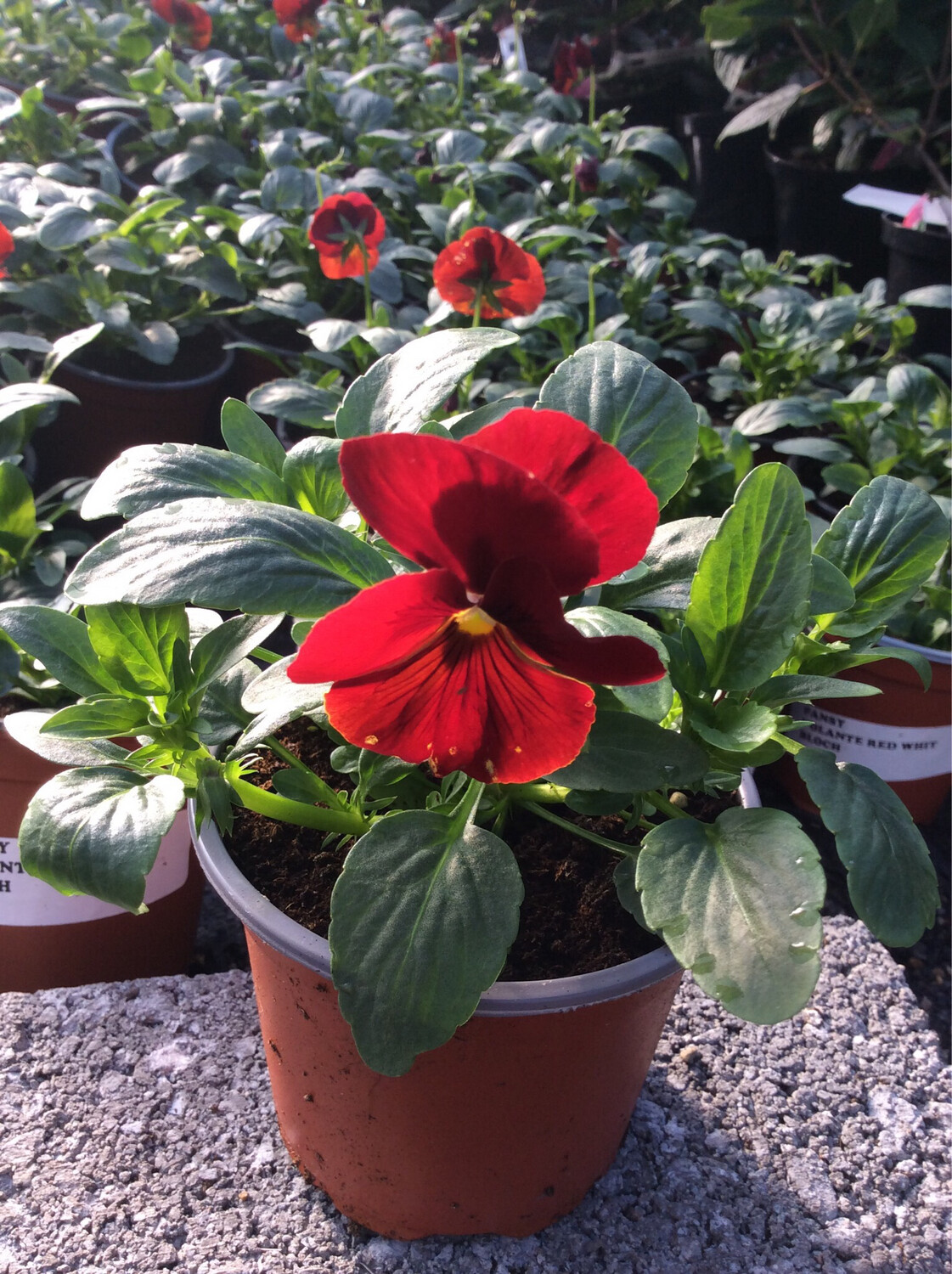 10 Pansy Red