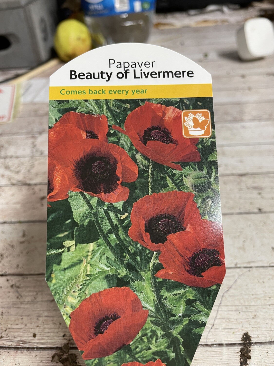 Poppy 'Beauty of Livermere'