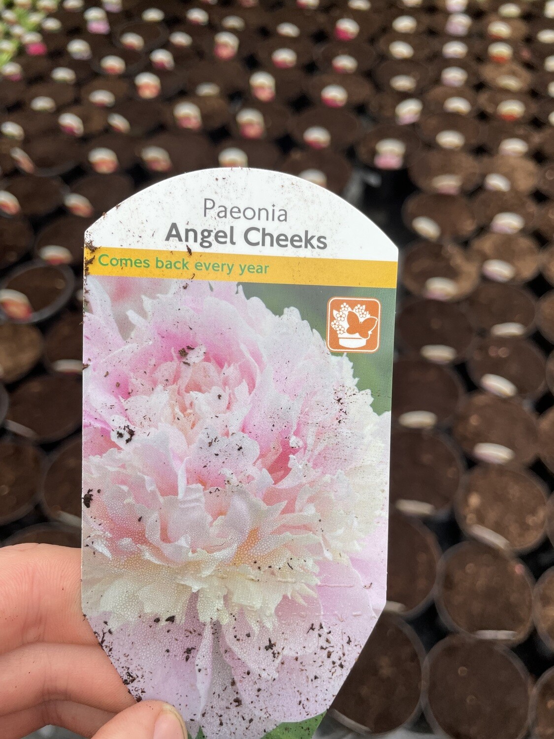 Paeonia 'Angel Cheeks' PAEONIA “ANGEL CHEEKS “ fragrant double pink ...