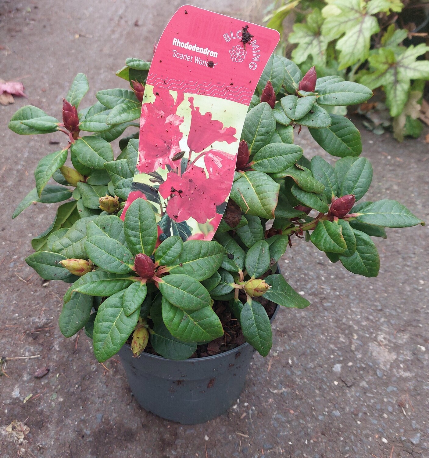 Rhododendron 'Scarlet Wonder'
