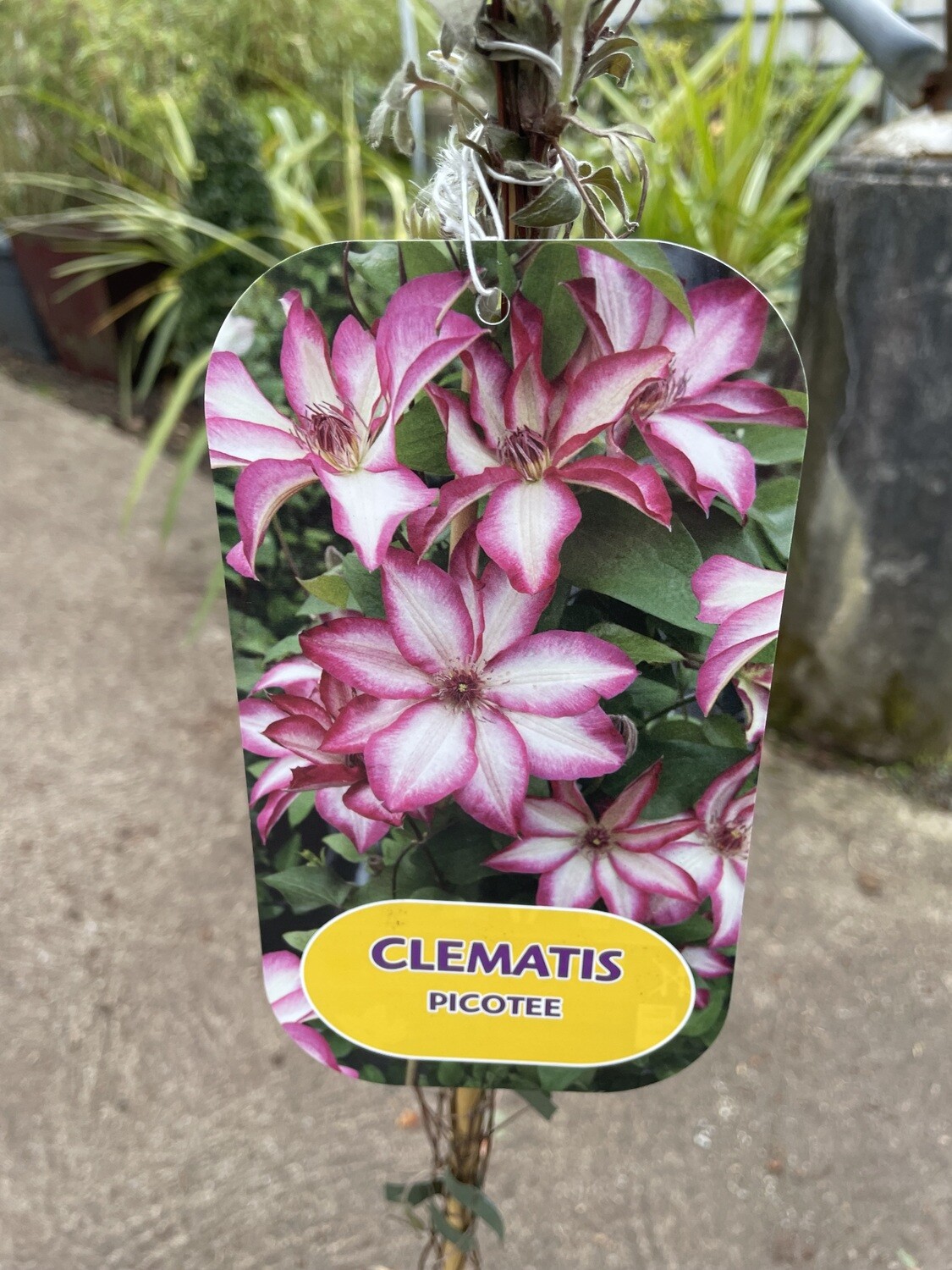 Clematis 'Picotee'