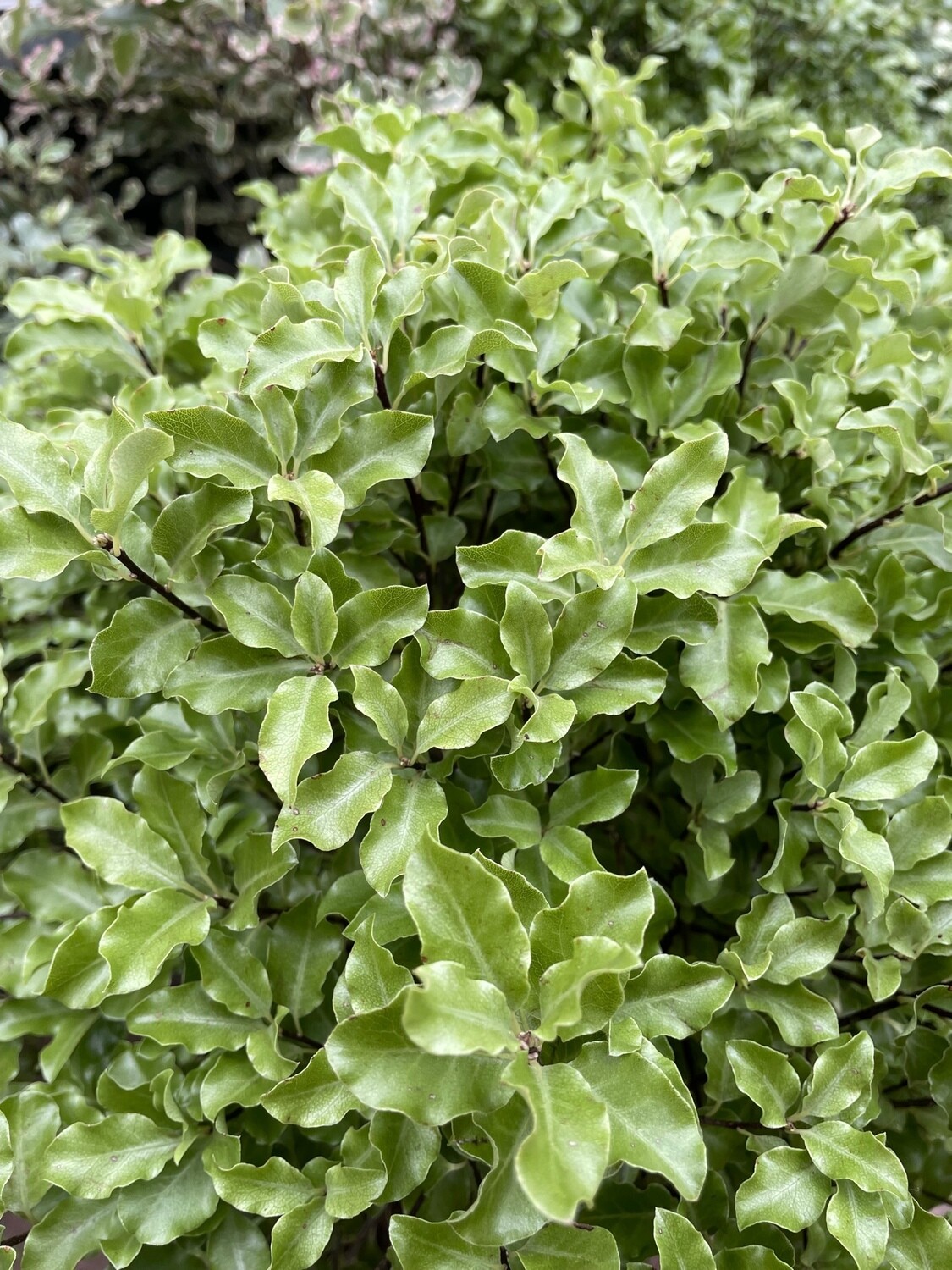 Pittosporum tenufolium - Slender leaf Pittosporum