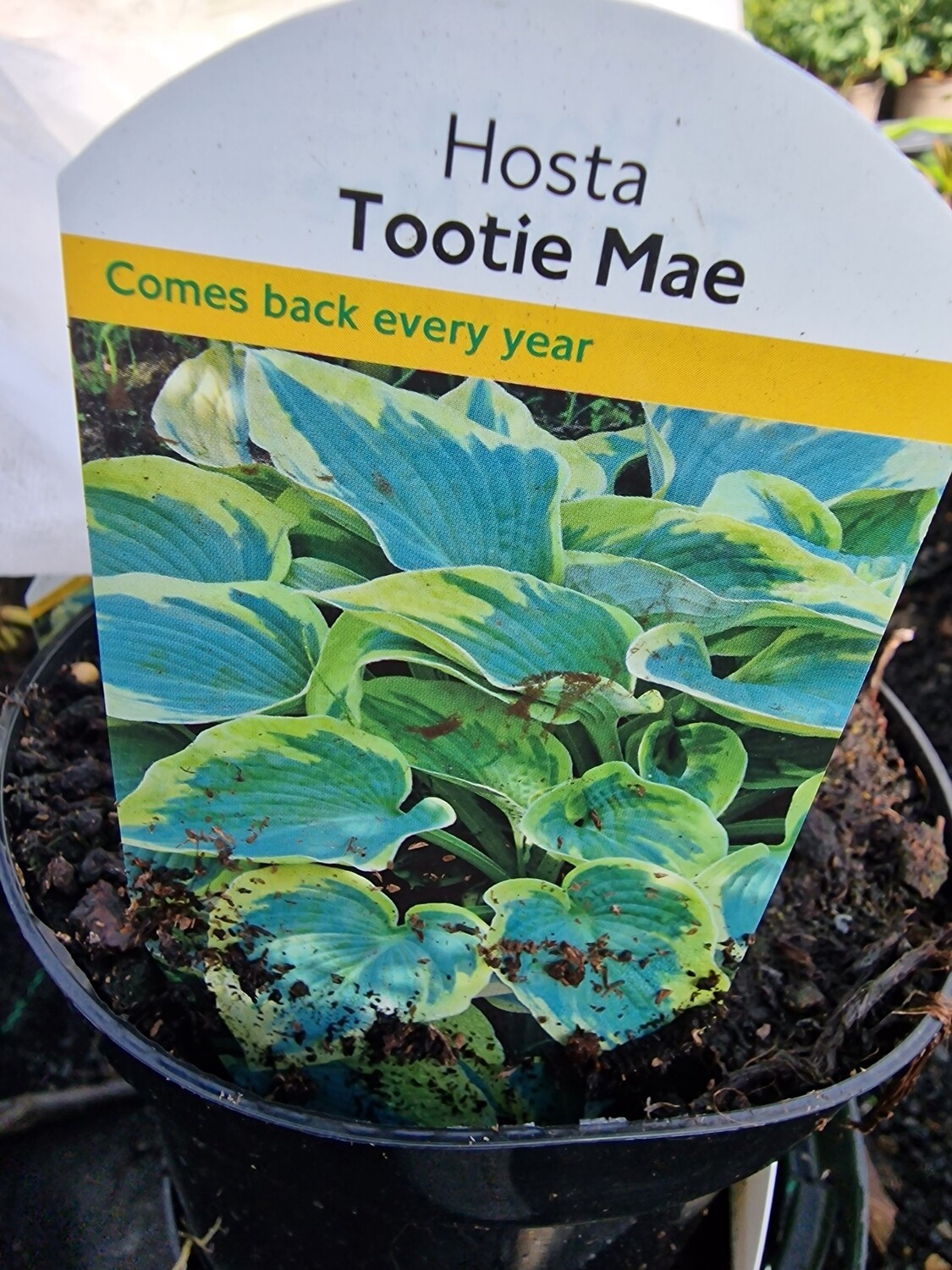 HOSTA - Tootie Mae