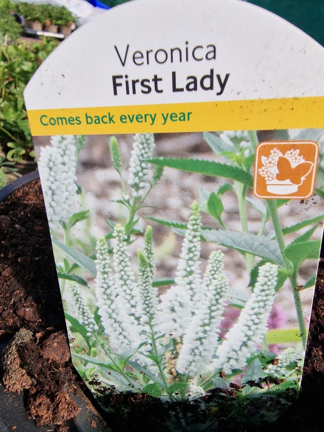 Veronica 'First Lady'