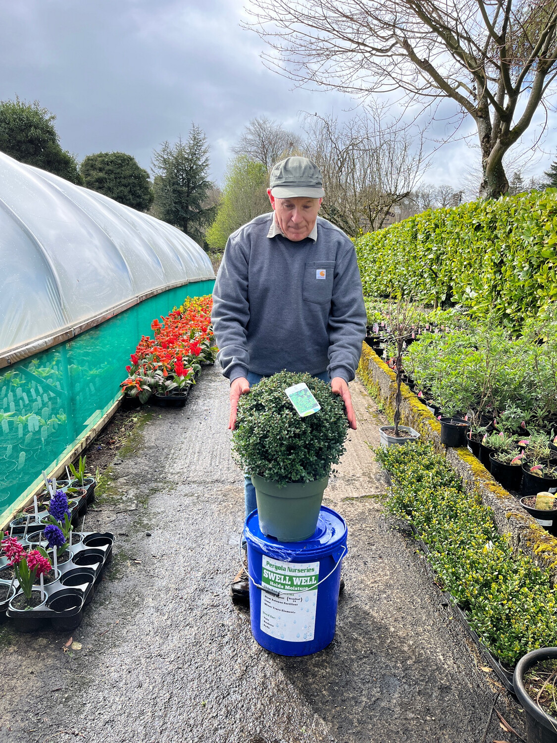 Holly Box “Glory Gem” extra Large Ball Shape