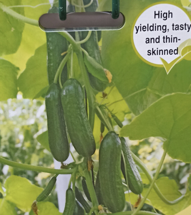 Grafted Cucumber Plants