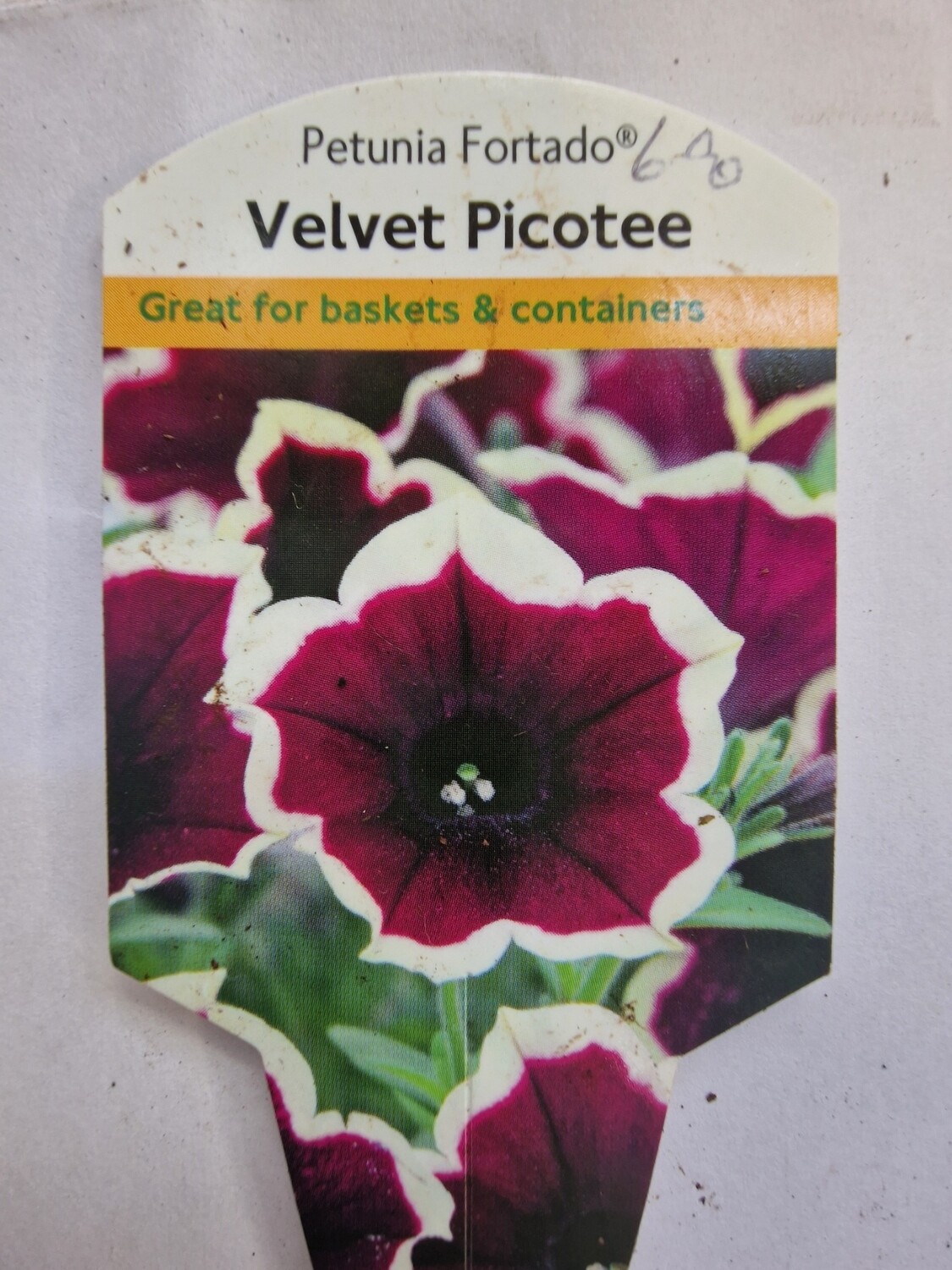 Petunia Fortado - VELVET PICOTEE