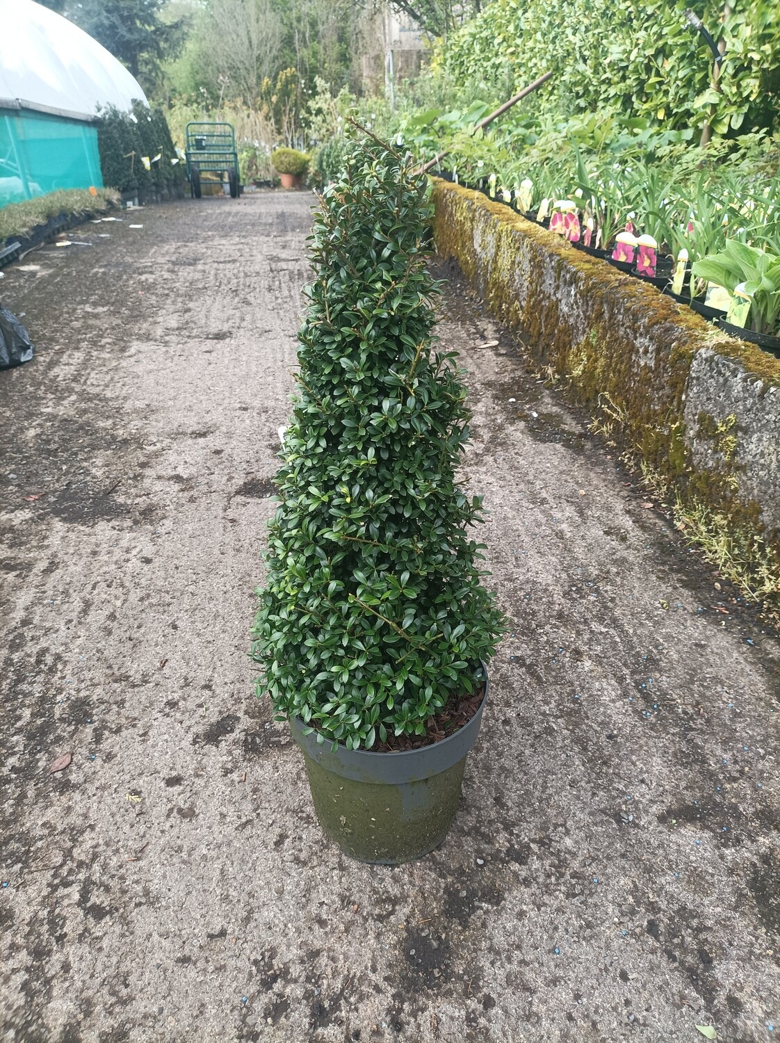 Holly Box Ilex Crenata Stokes Pyramid