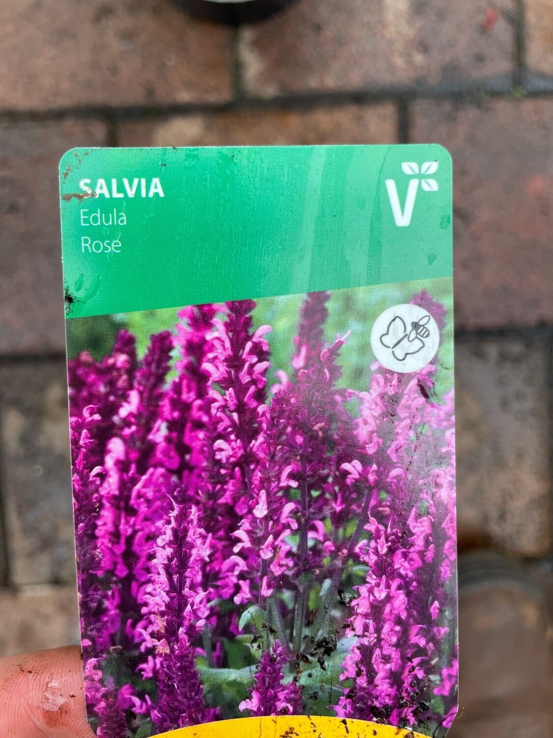 Salvia Edula 'Rose' Flowers for months and lasts for years
