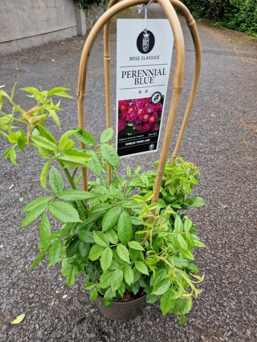 Rambling rose- PERENNIAL BLUE