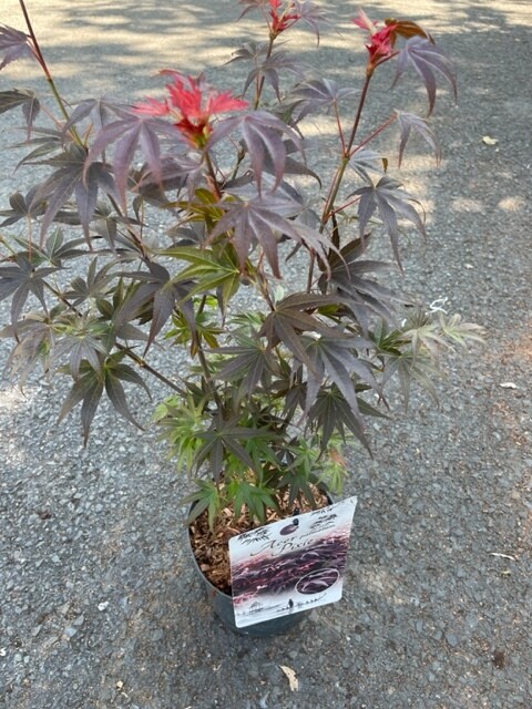 Acer palm. - Japanese Maple 'Pixie'