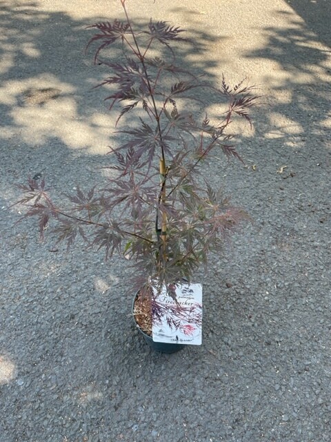 Acer palm. - Japanese Maple 'Firecracker'