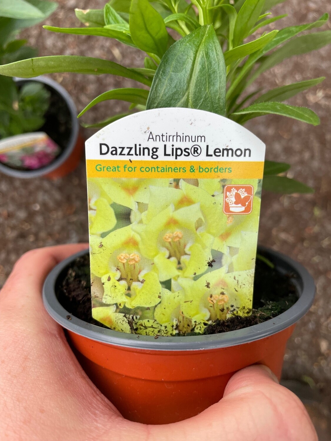 Snapdragon - Antirrhinum Dazzling Lips Yellow/Lemon