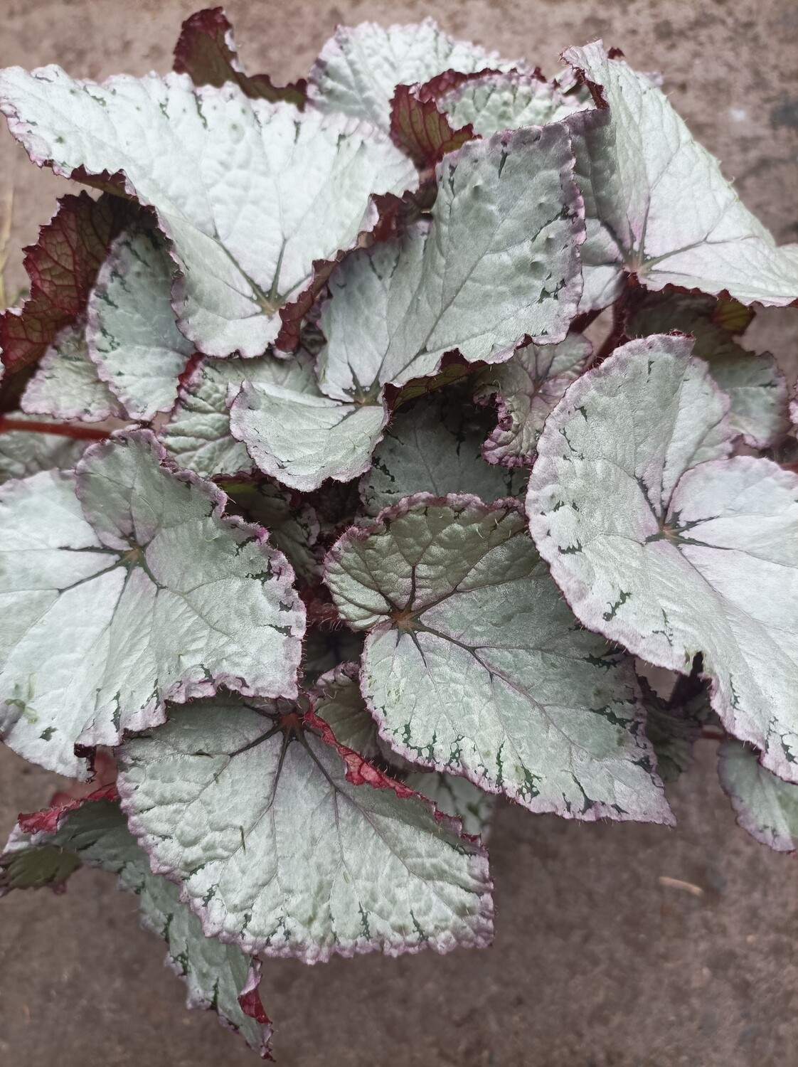 Silver Begonia Rex