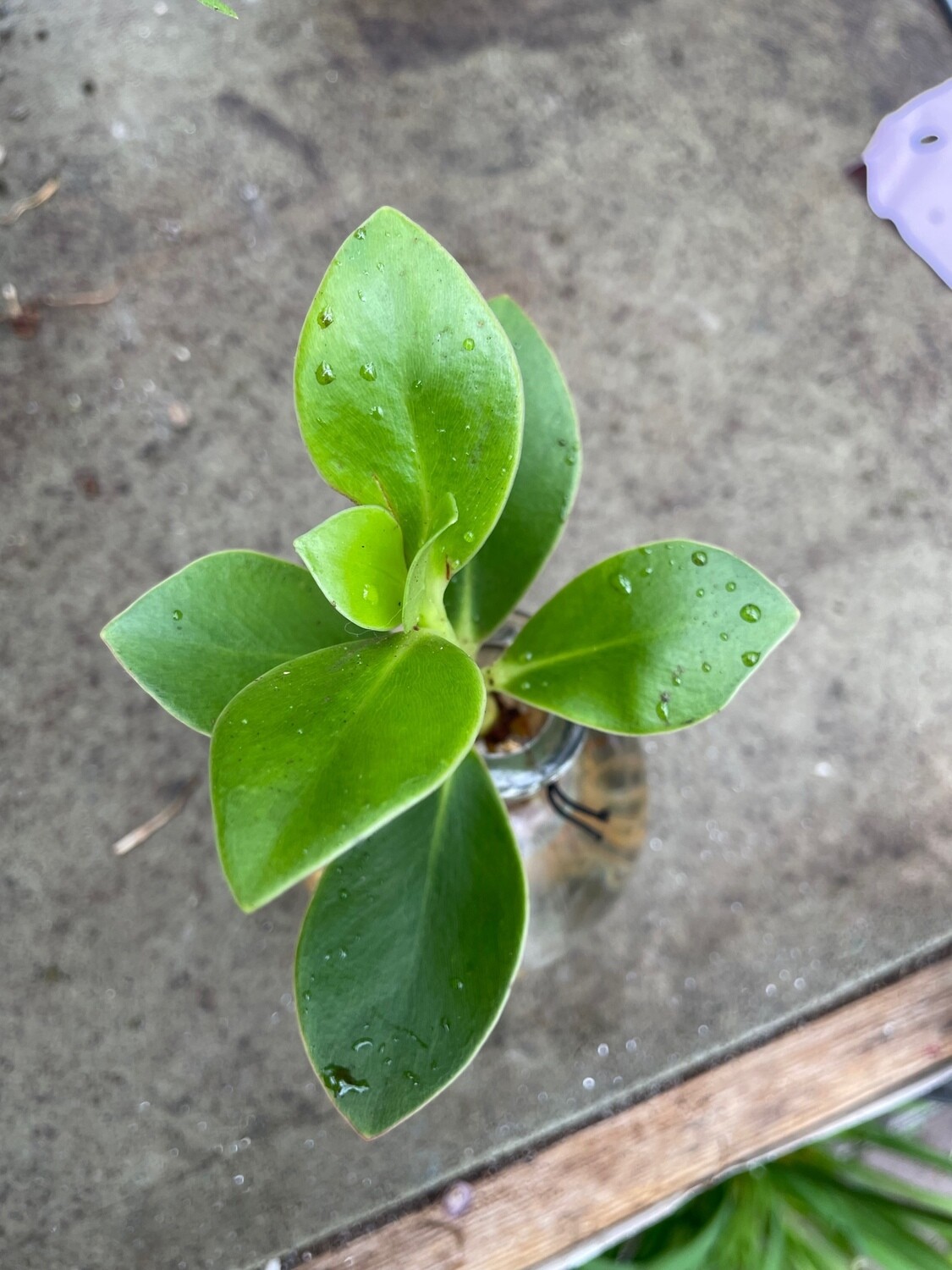 Mangrove Plant - Clusia 'Samoa' in Glass Bottle - A Powerful Air ...