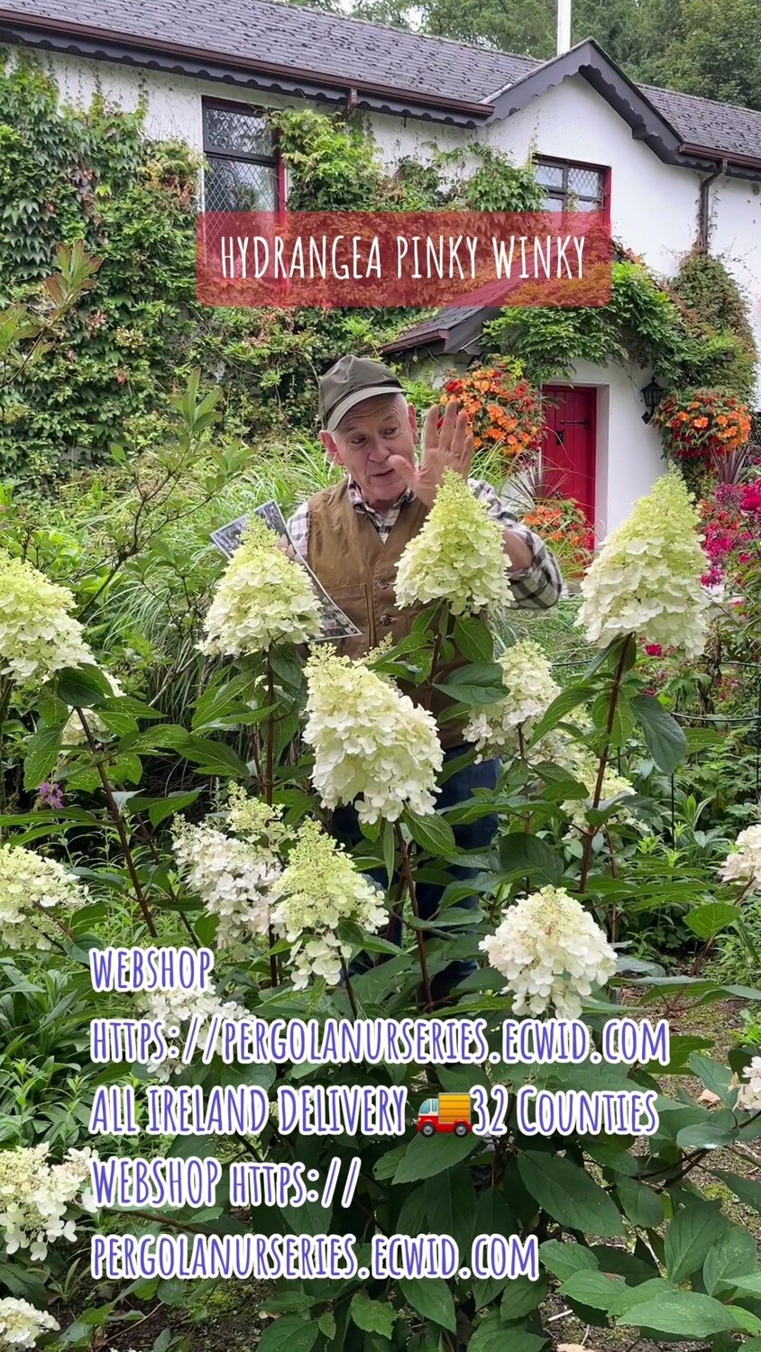 Hydrangea - Pinky Winky Strong Bushy Plants ready for planting Out ...