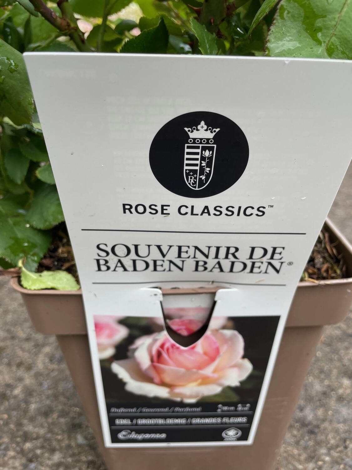 Rose 'Souvenir' Rose Souvenir