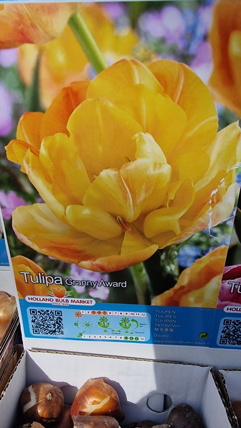 10 Tulips- Granny Award