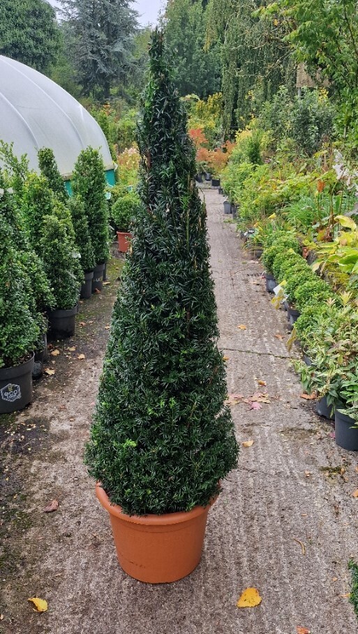 Yew Pyramid XL size