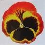 10 Pansy 'Carneval Fire'