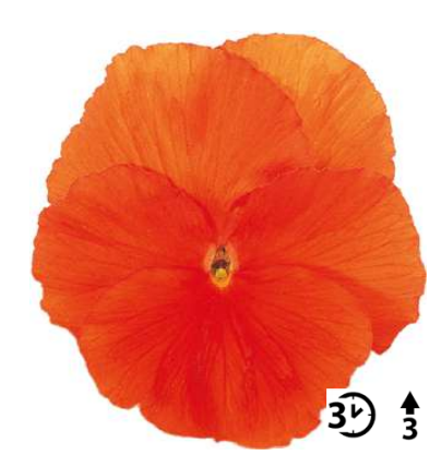 10 Pansy - Special Deep Orange