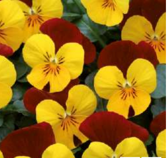 10 Viola- Yellow- red wing