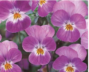 10 Viola - Rose Face