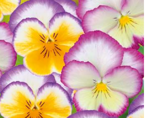 10 Viola -Rose Picotee