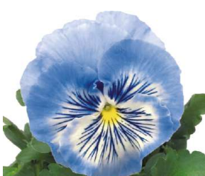 10 Pansy -Cats® Marina