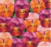 10 Viola - Bronze Rose