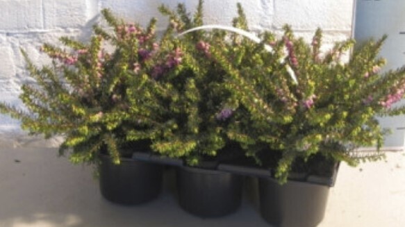 Carpet Heather Erica - Kramer’s Red Heather 6 - pack