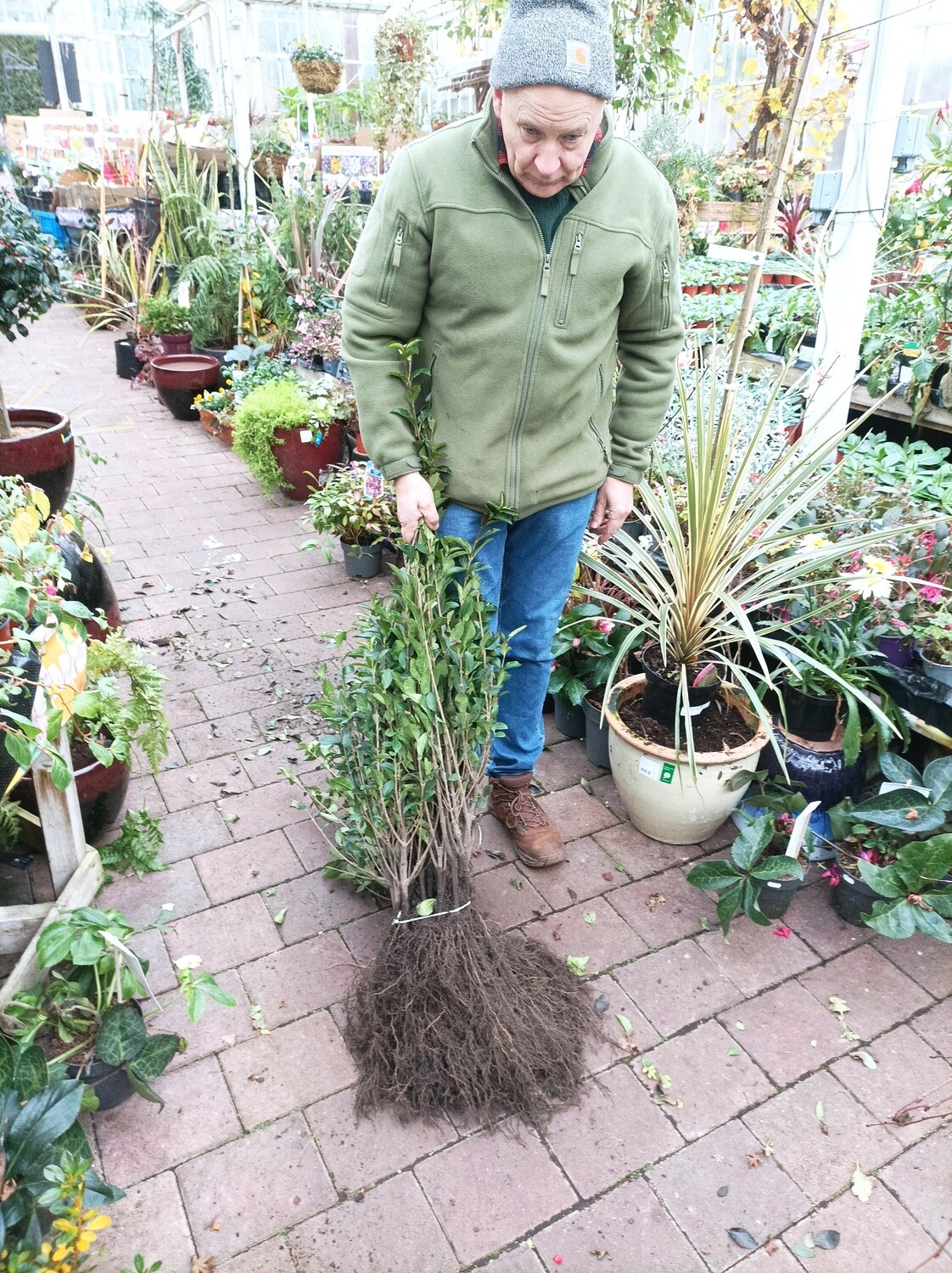 Green Privet - Bare Root Hedging plant