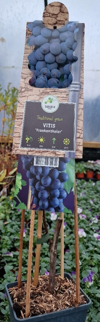 Vitis ‘Frankenthaler’- BLUE GRAPE Grape Vine …tasty blue /black Grape ...