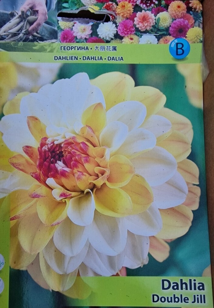 1 DAHLIA -Double Jill