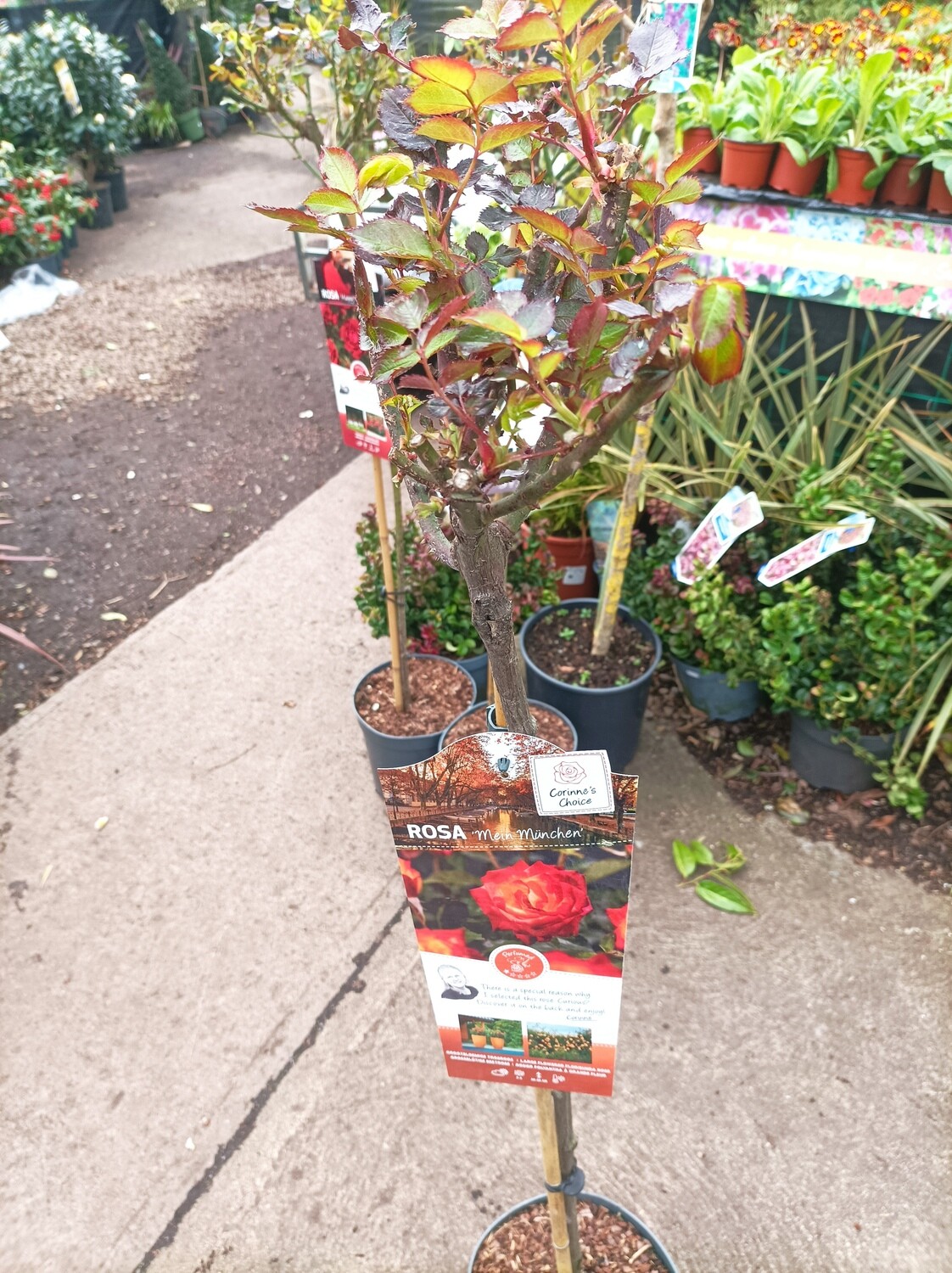 Standard Rose - Munich STANDARD TREE ROSE ON A STEM . FRAGRANT ORANGE ...