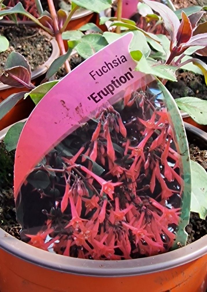 Fuchsia- ''Eruption''