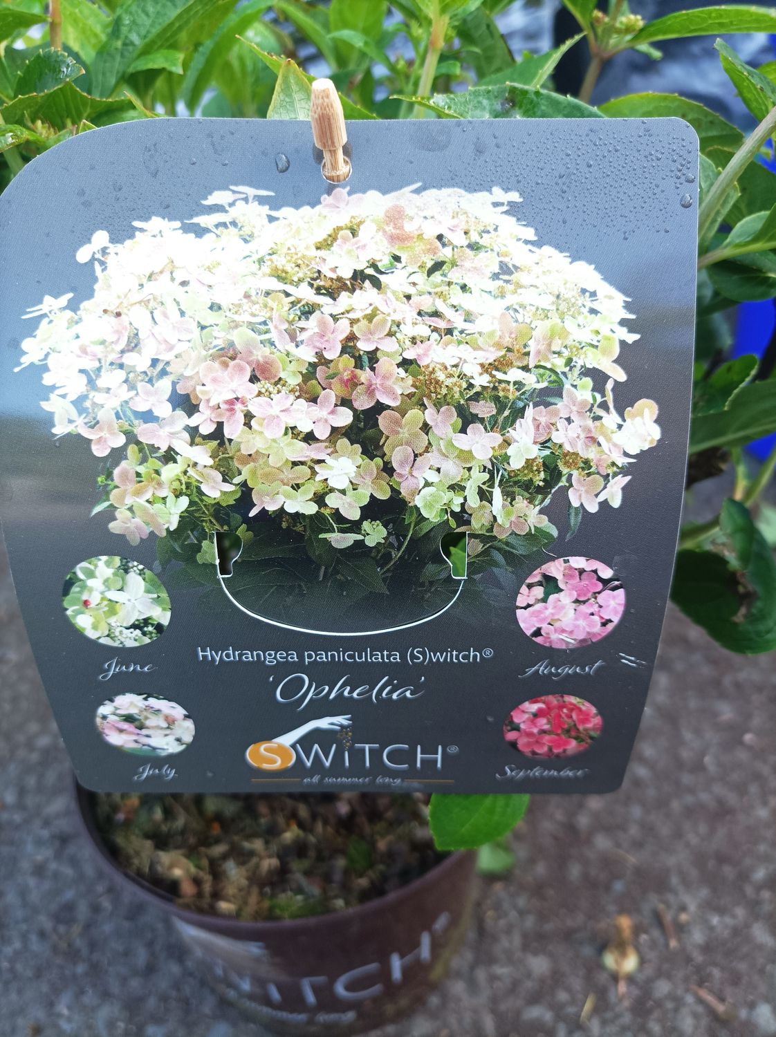Hydrangea Switch Ophelia Witch - A bright lemon-yellow kicks off the ...
