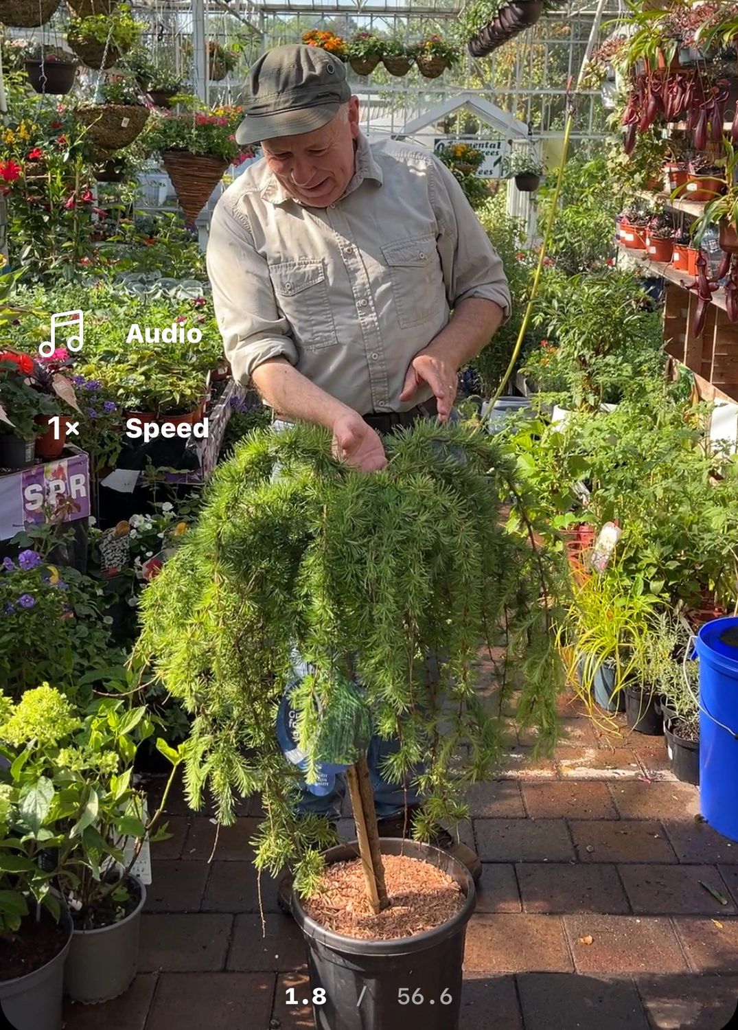 Mini Weeping Larch ,a tough mini weeping tree for pots or beds