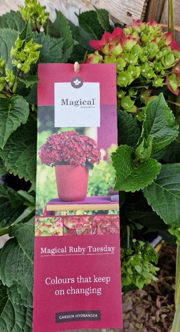 Hydrangea “Magical Ruby Tuesday “ HYDRANGEA “MAGICAL RUBY TUESDAY ...