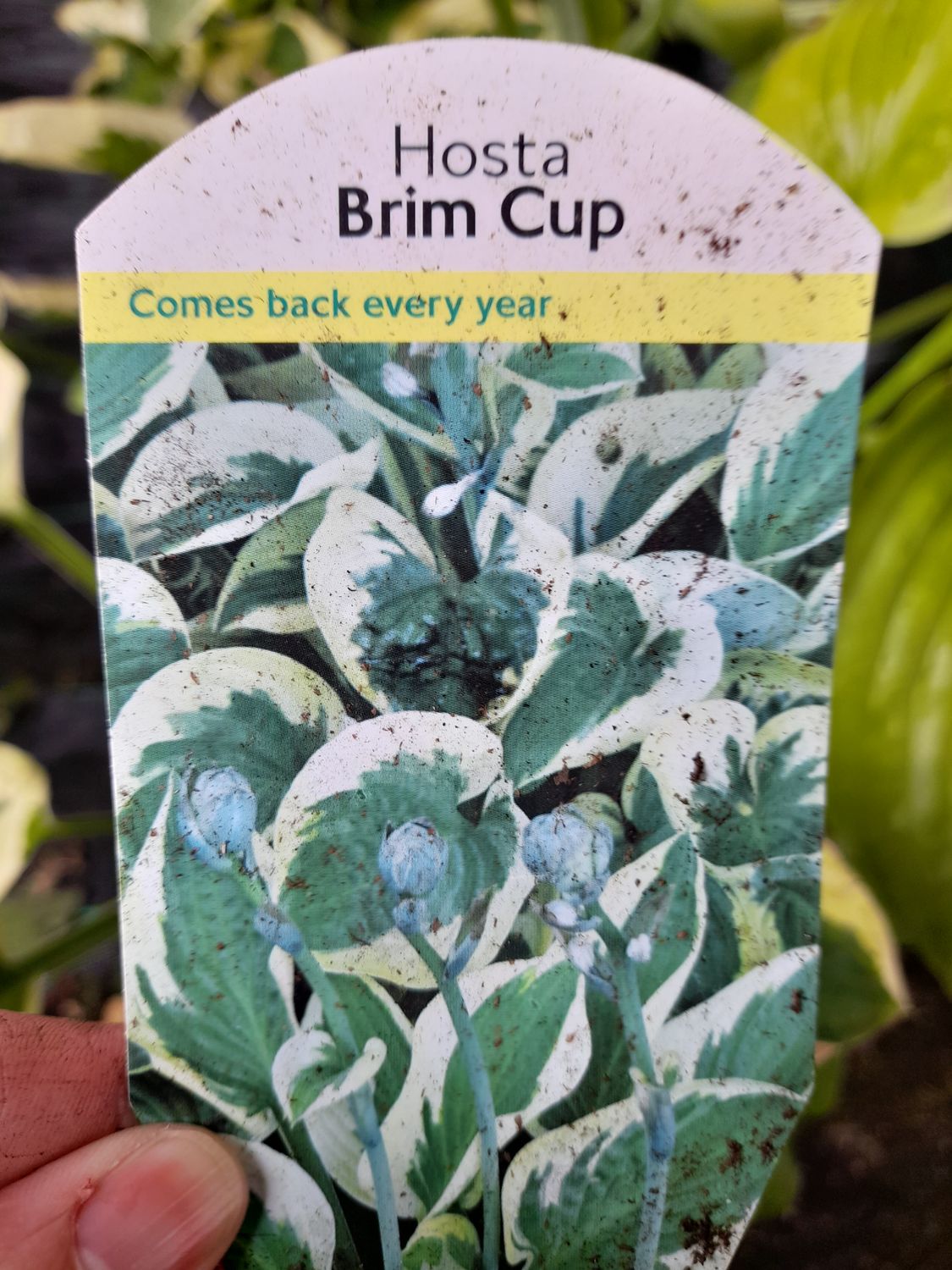 Hosta ''BRIM CUP''