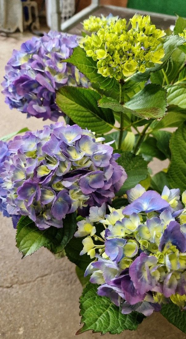 Hydrangea Ocean blue