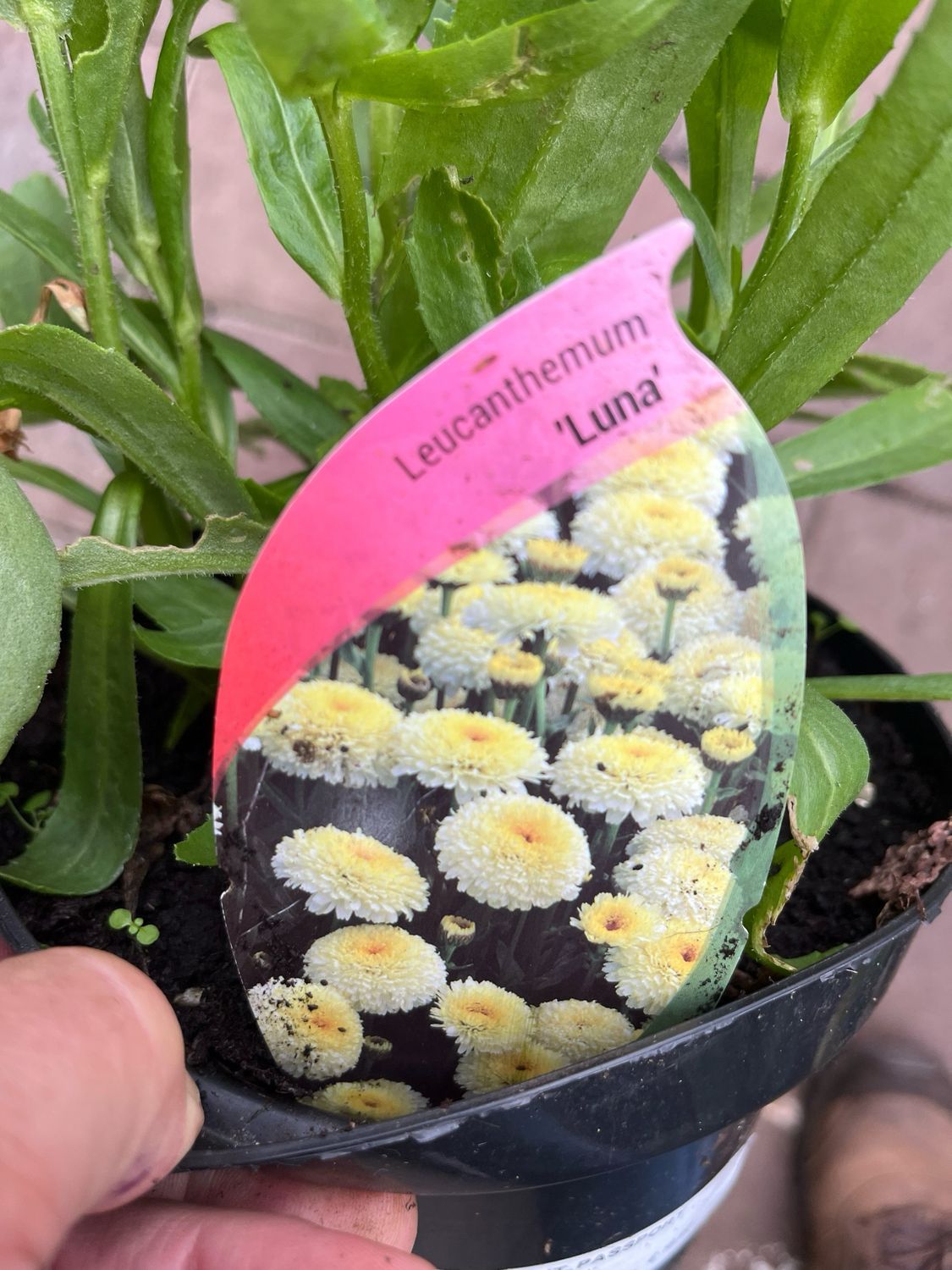 Leucanthemum/Shasta Daisy 'Luna'