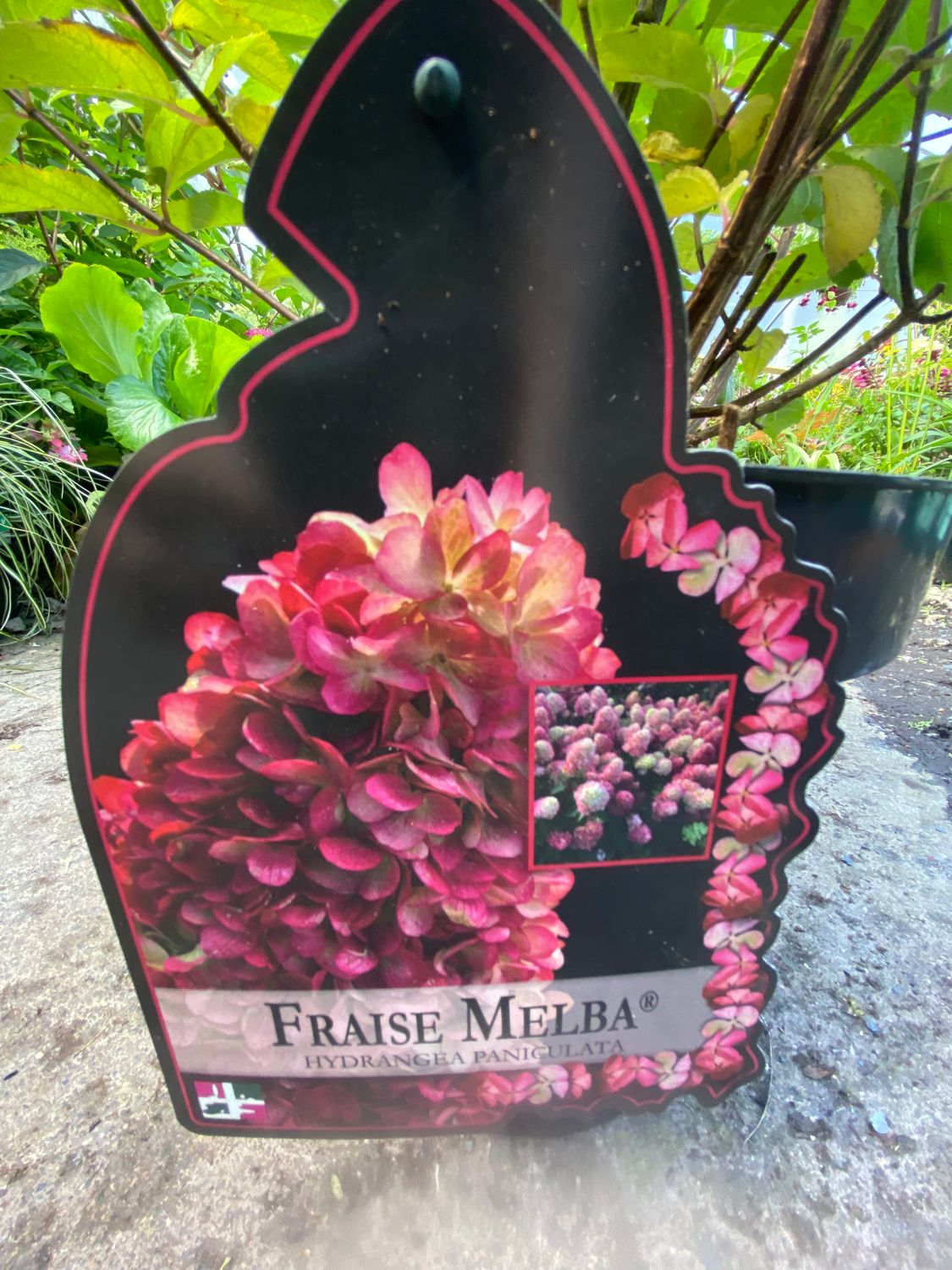 Hydrangea 'Strawberry Melba' #add EXTRA LARGE SIZE Hydrangea ...