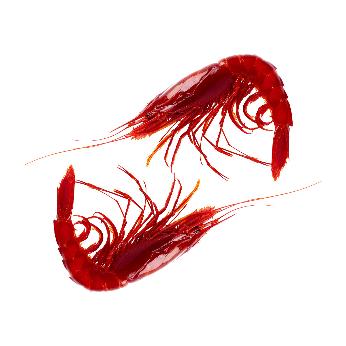 Carabineros (Scarlet Shrimp) (1 kg Approx. per Box)