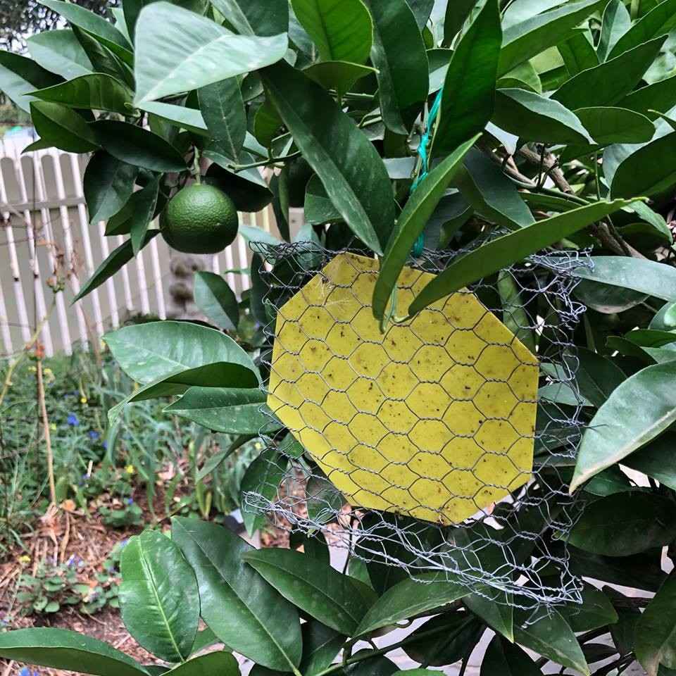 2 x Citrus gall wasp and insect trap - double sided sticky paper