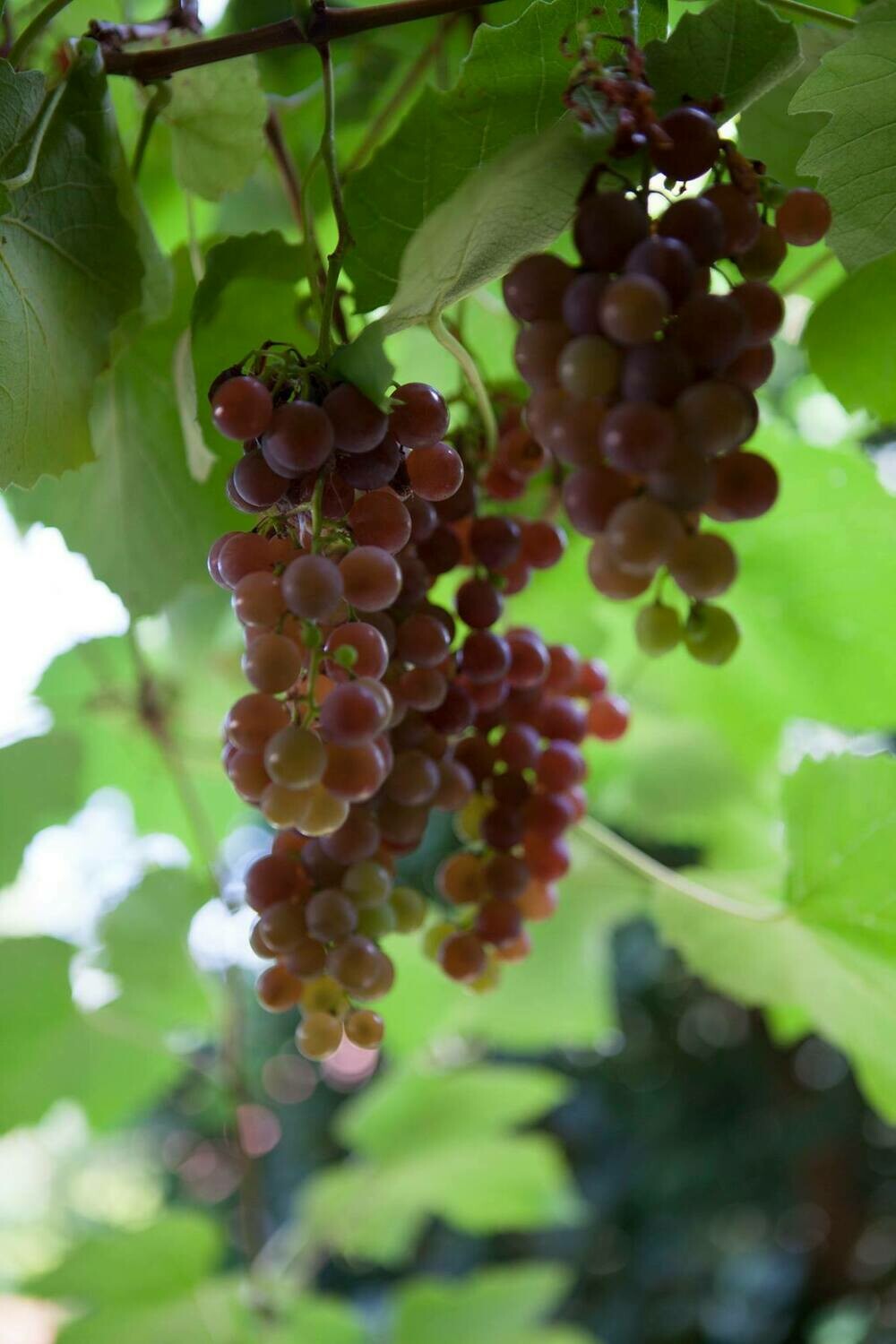 Red strawberry grape plant (Vitis labrusca 'Isabella', Fragola grape
