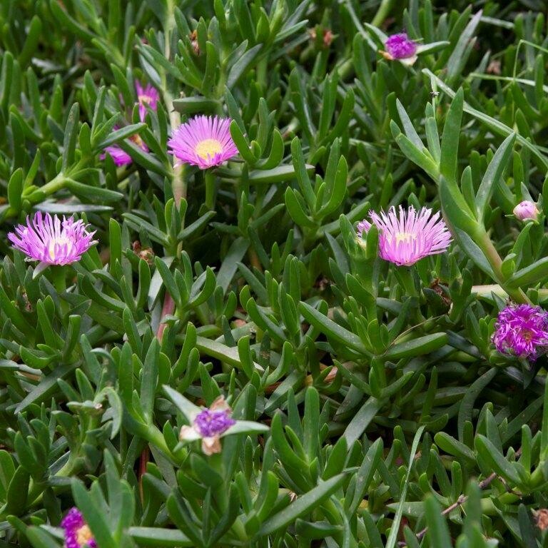 Pigface ( Carpobrotus rossii)